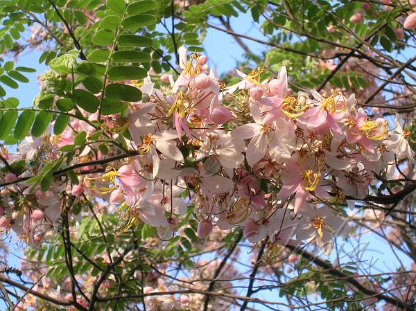 Pink Cassia Tree